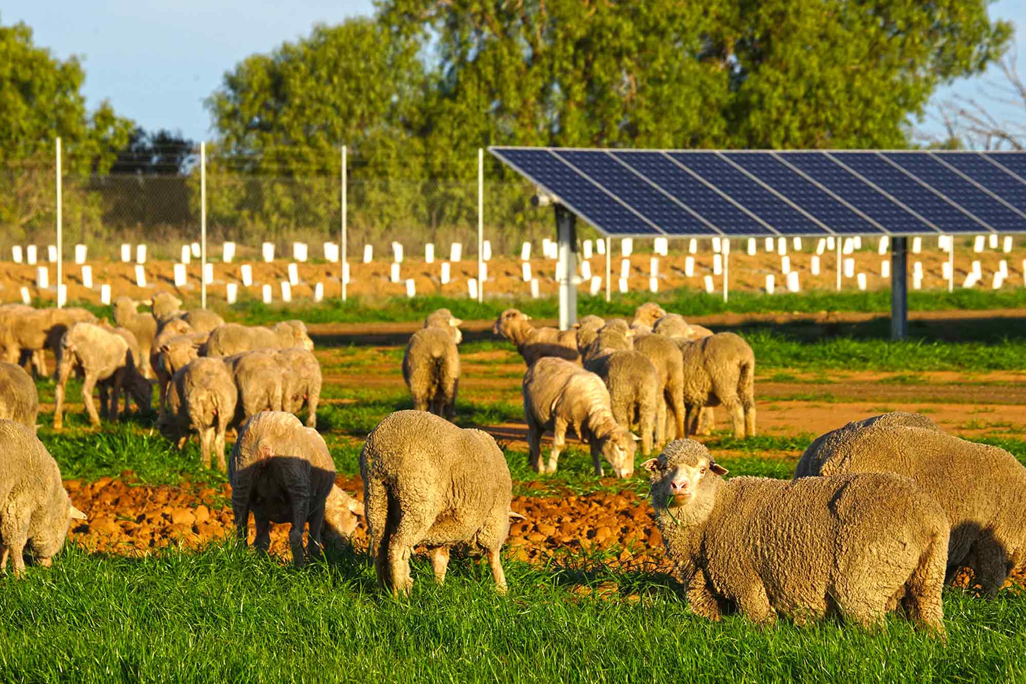 Learn – Coleambally Solar Farm